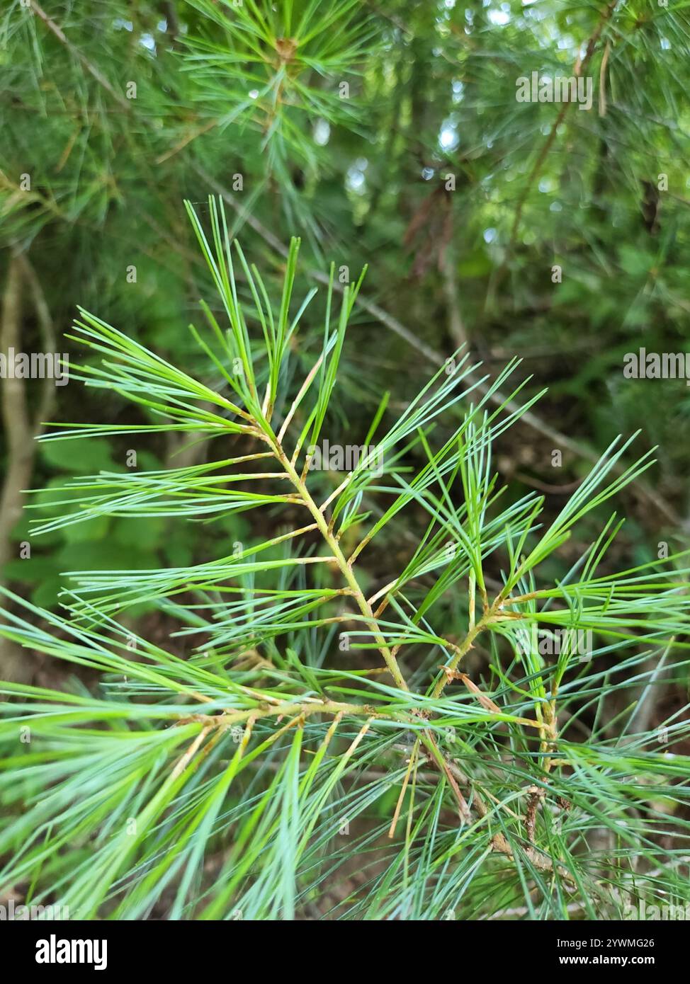 eastern white pine (Pinus strobus Stock Photo - Alamy