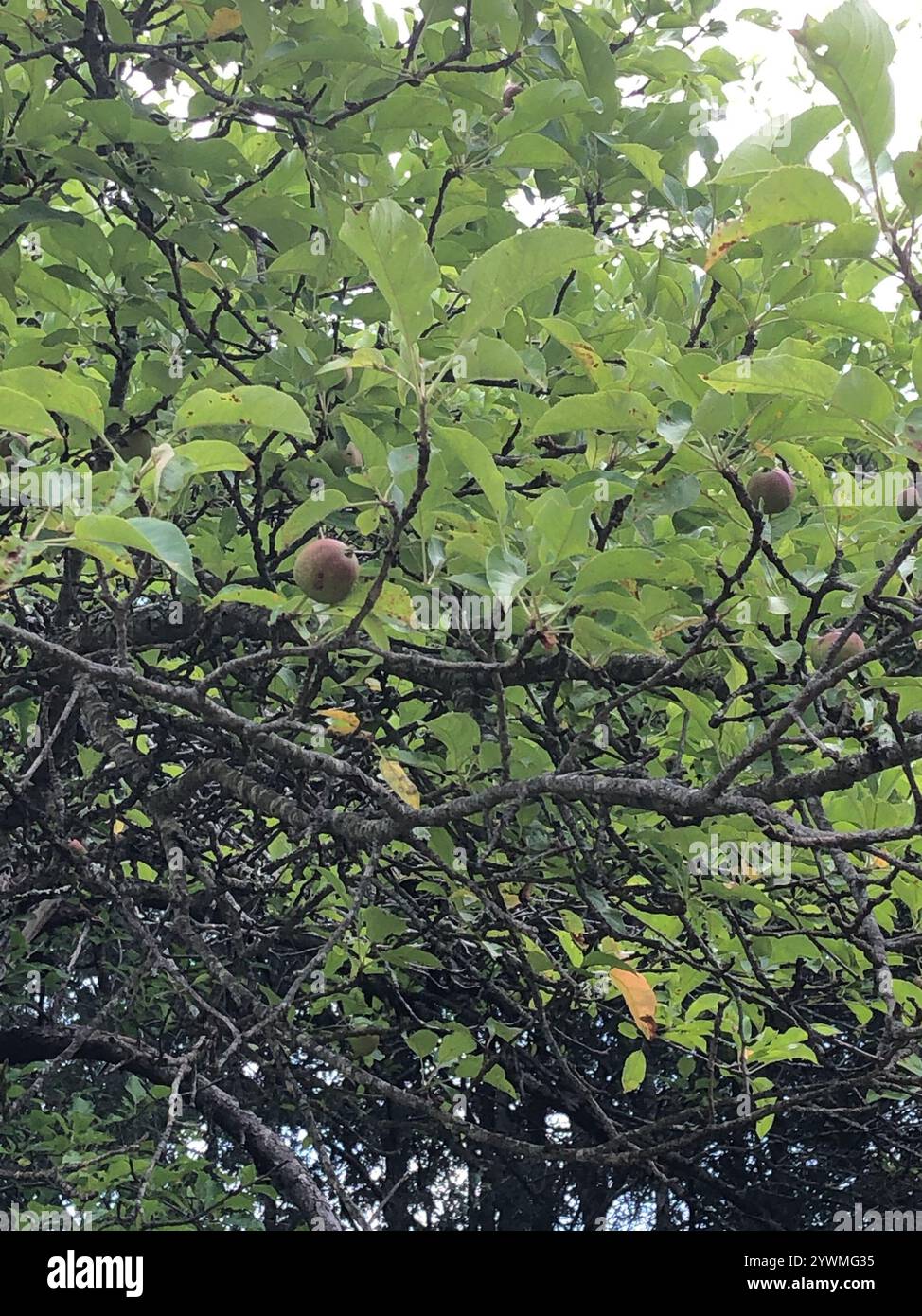 sweet crabapple (Malus coronaria Stock Photo - Alamy