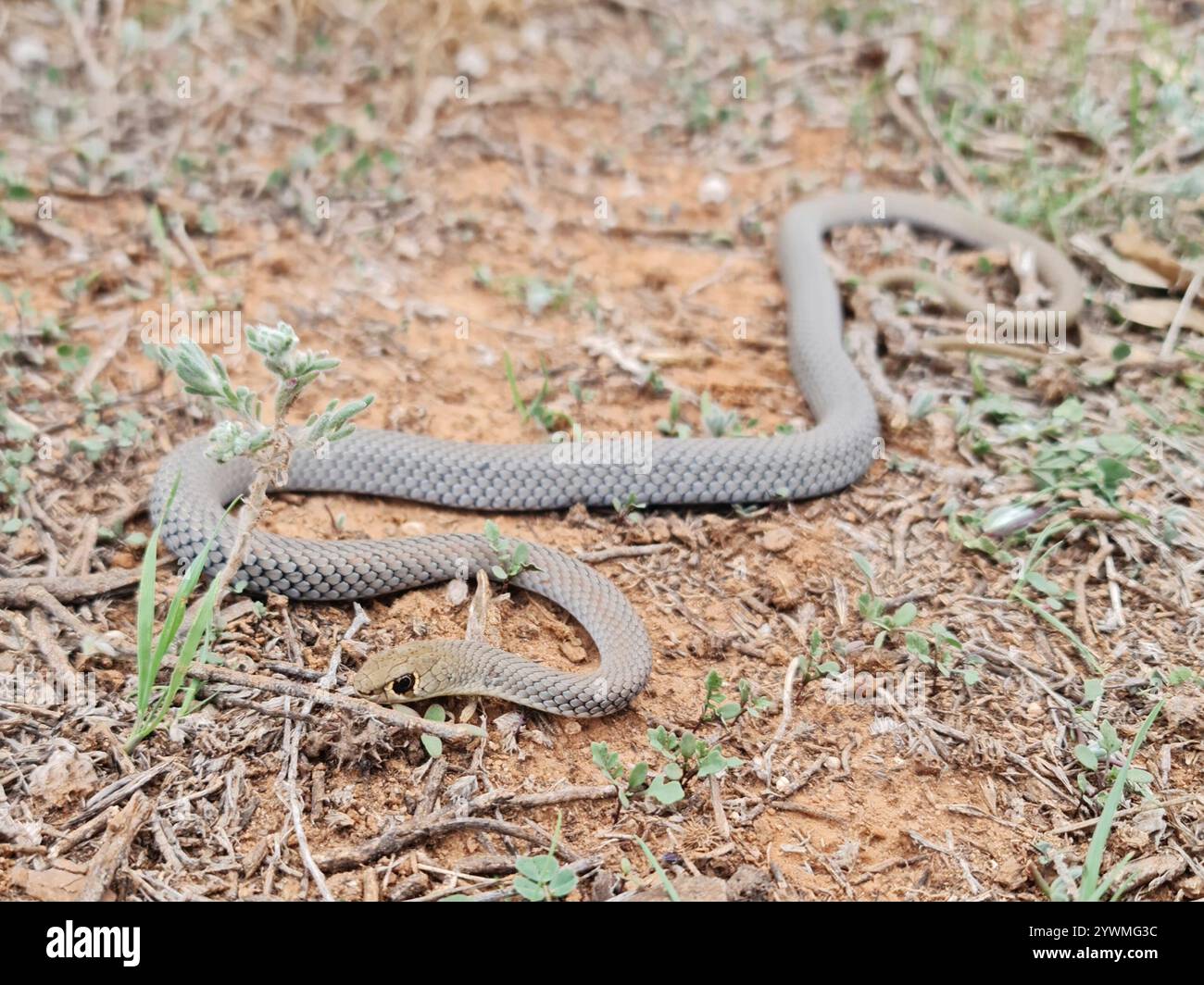 Yellow-faced Whipsnake (Demansia psammophis Stock Photo - Alamy