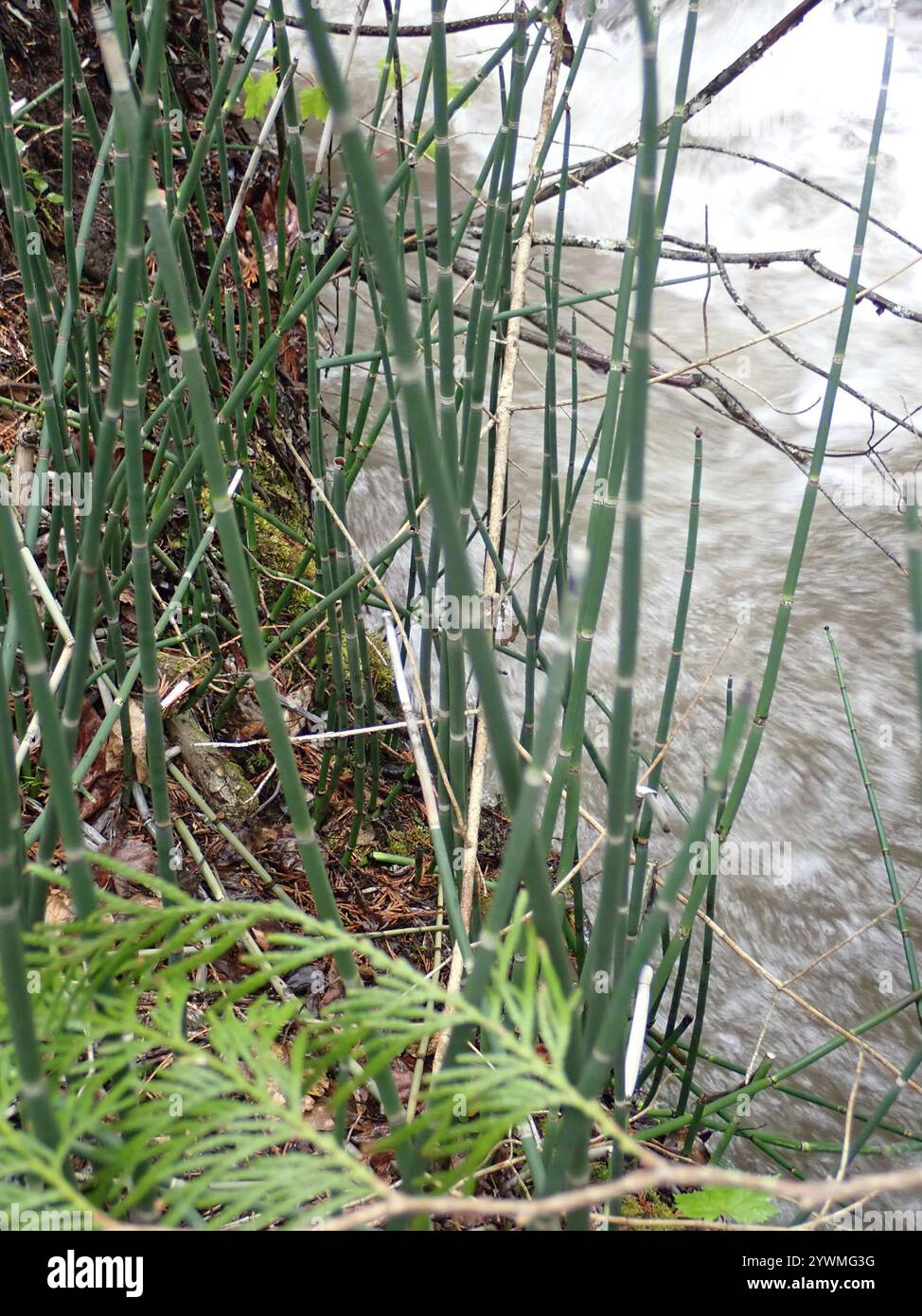 rough horsetail (Equisetum hyemale Stock Photo - Alamy