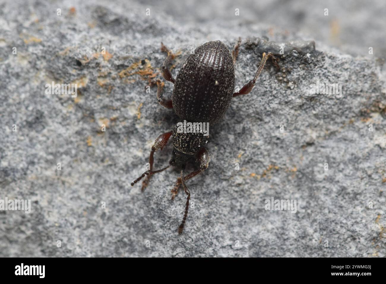 Strawberry Root Weevil (Otiorhynchus ovatus Stock Photo - Alamy