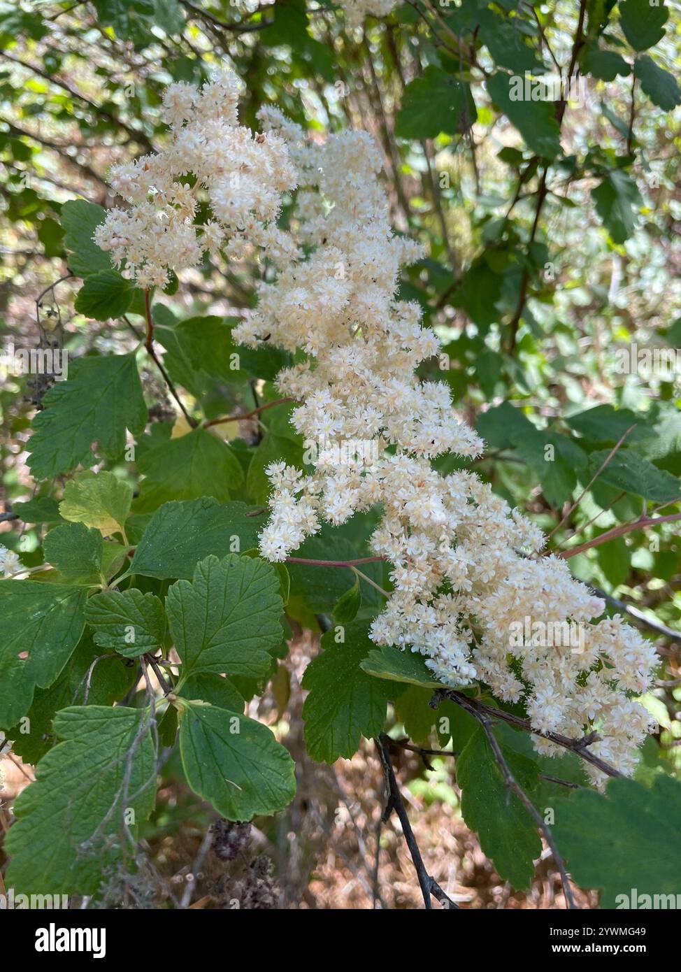 Ocean spray (Holodiscus discolor Stock Photo - Alamy