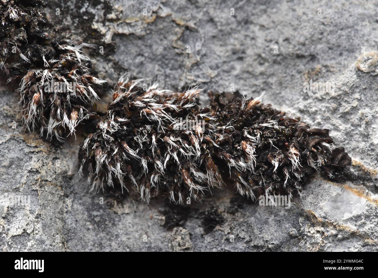 Rock Mosses (Grimmiaceae Stock Photo - Alamy