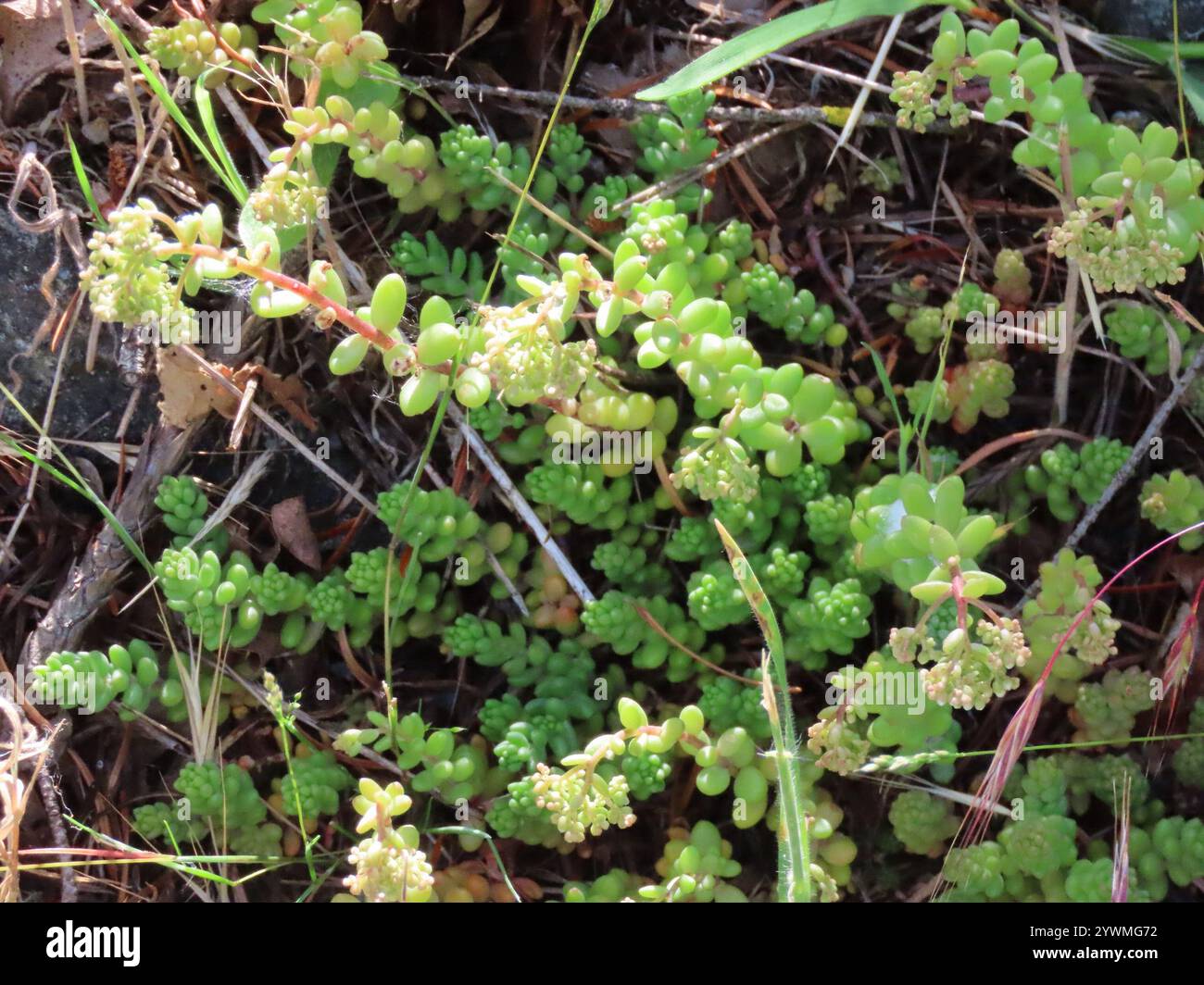 white stonecrop (Sedum album Stock Photo - Alamy