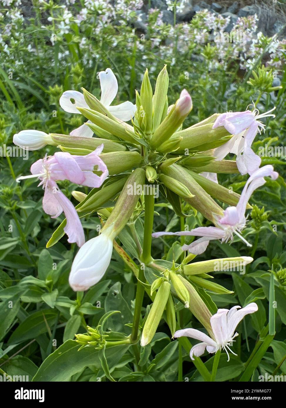 common soapwort (Saponaria officinalis Stock Photo - Alamy