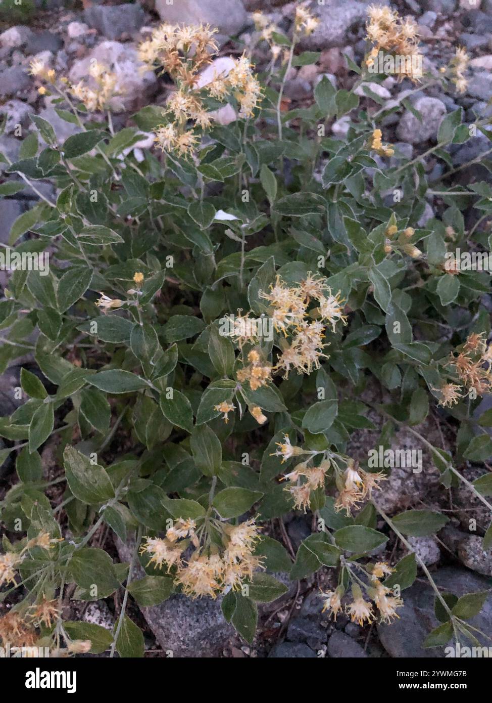 Littleleaf Silverback (Luina hypoleuca Stock Photo - Alamy