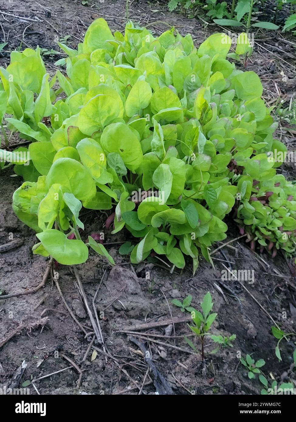Subfamily chenopodioideae hi-res stock photography and images - Alamy