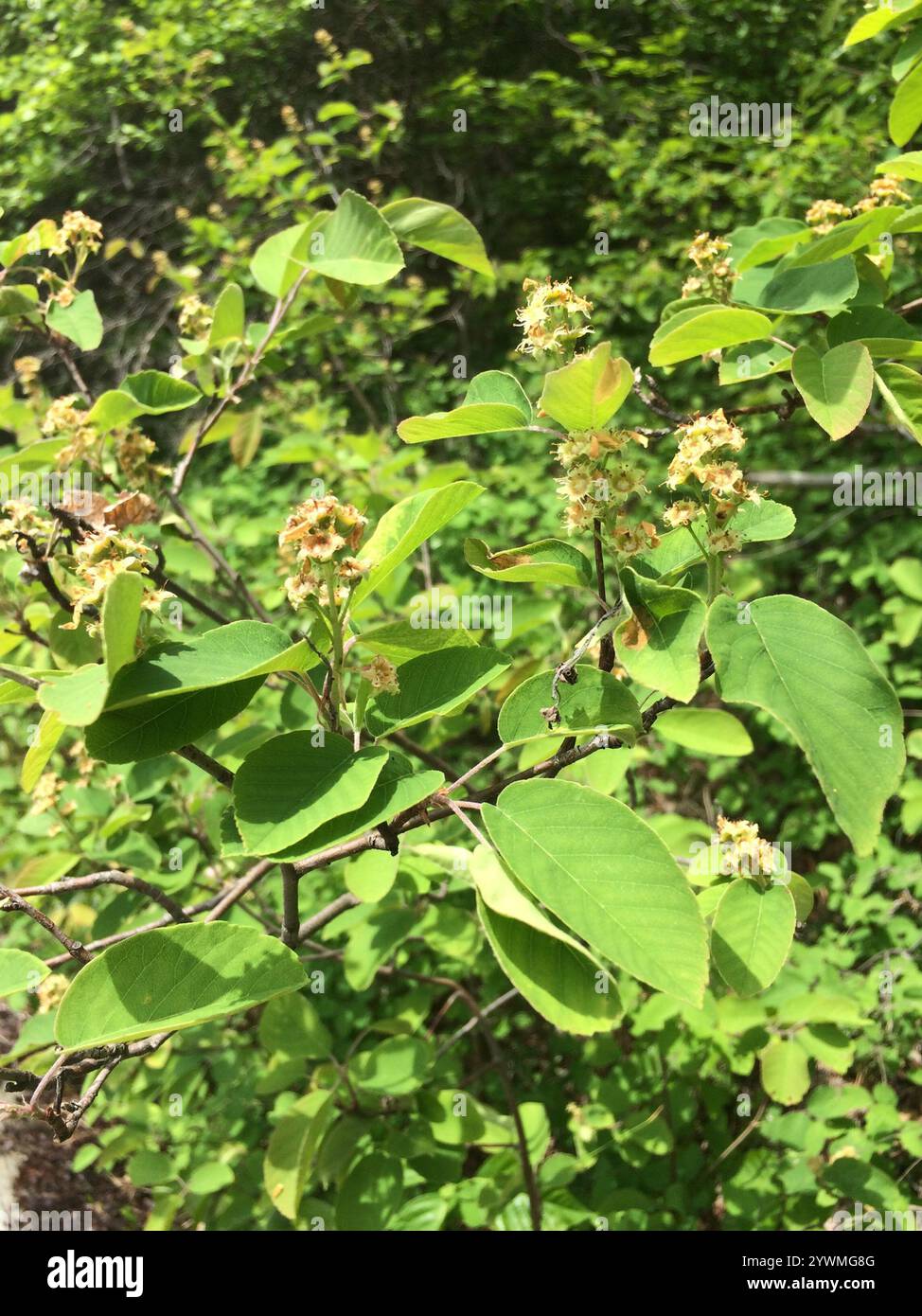 Low Serviceberry (Amelanchier humilis Stock Photo - Alamy