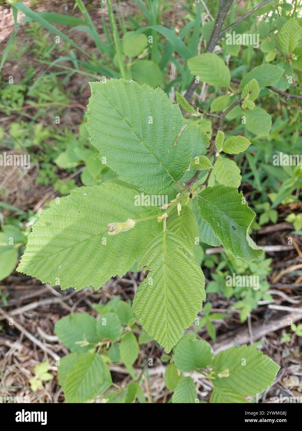 swamp alder (Alnus incana rugosa Stock Photo - Alamy