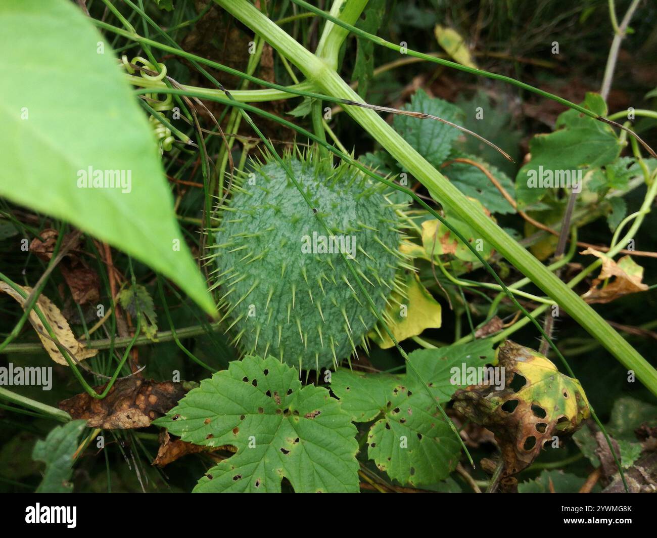 wild cucumber (Echinocystis lobata Stock Photo - Alamy