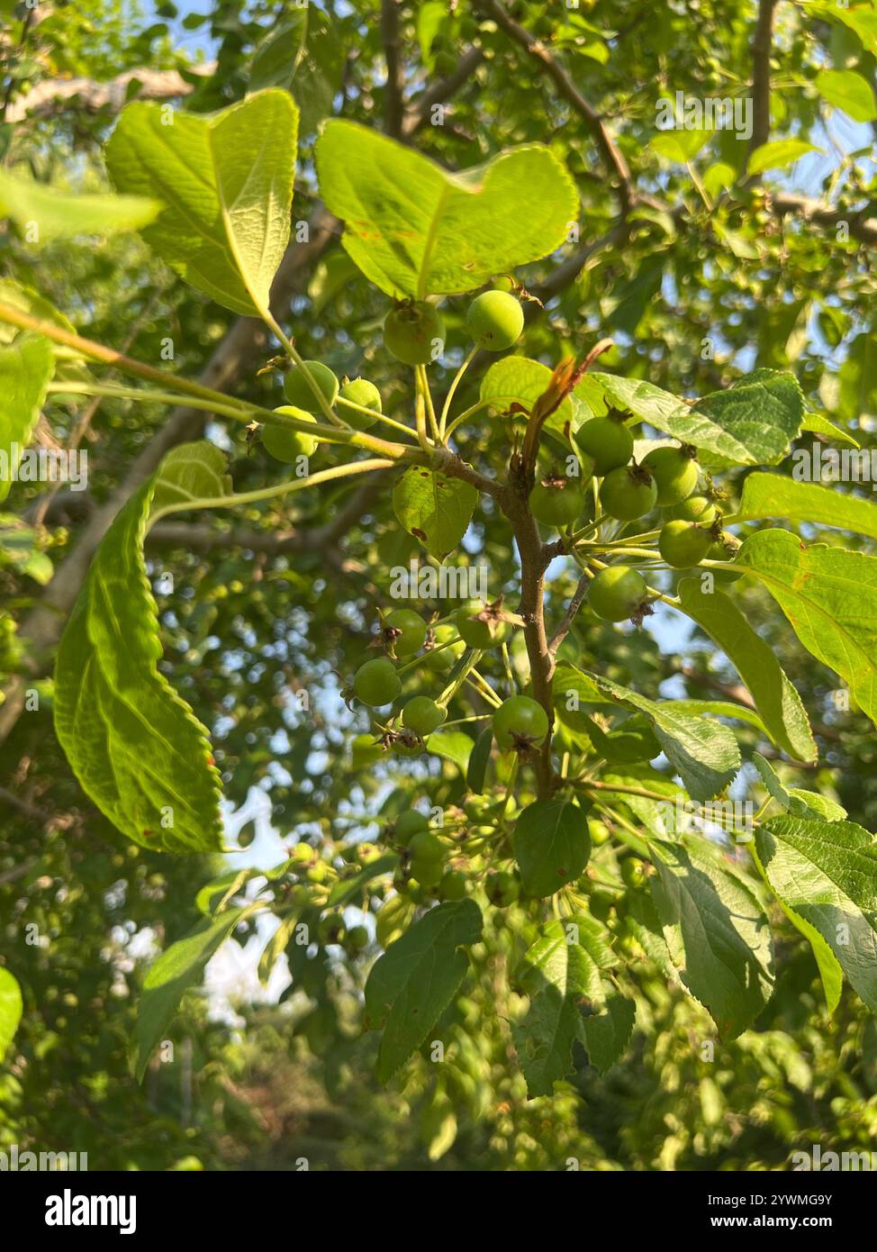 sweet crabapple (Malus coronaria Stock Photo - Alamy