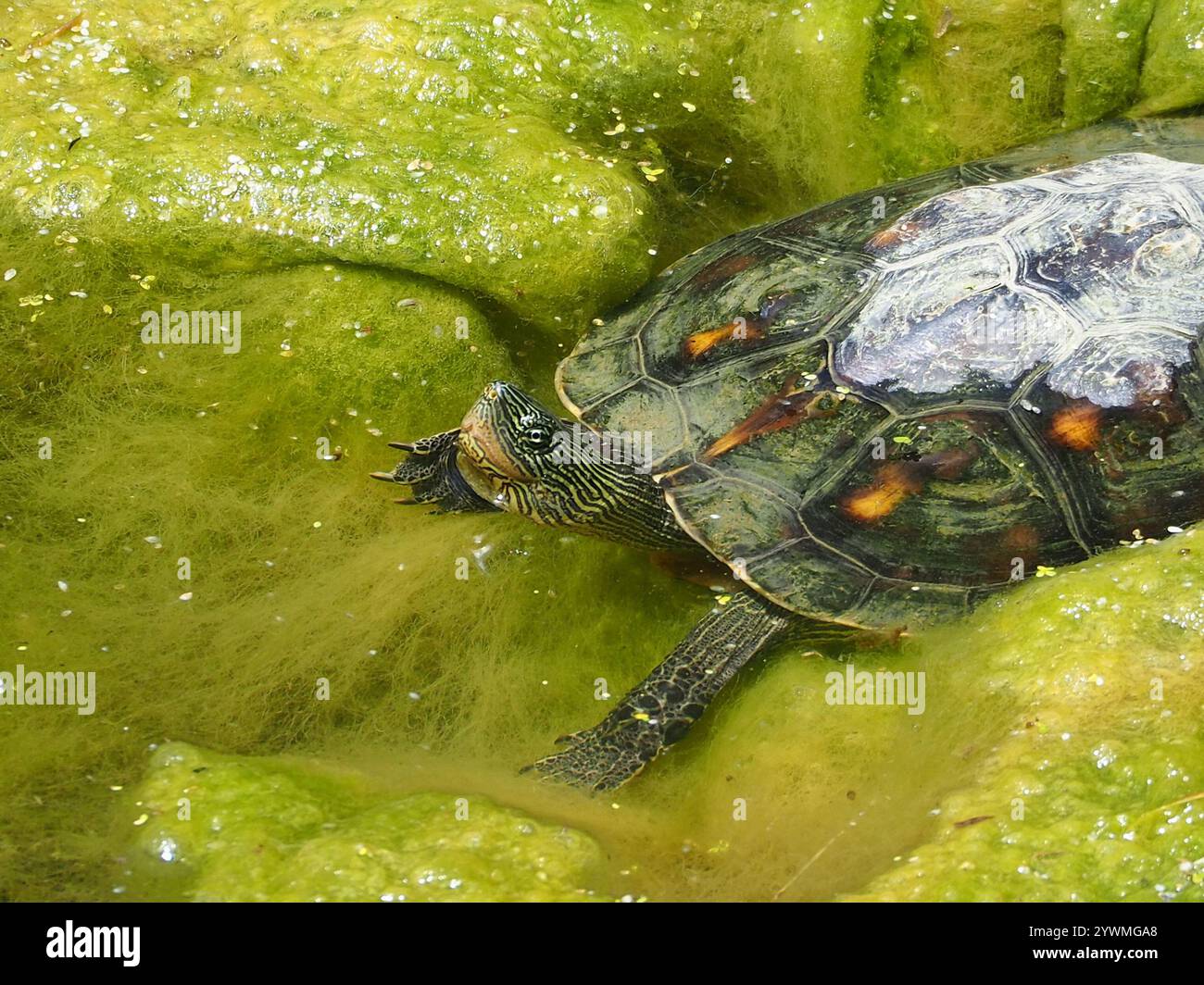 Common thread turtle (Mauremys sinensis Stock Photo - Alamy