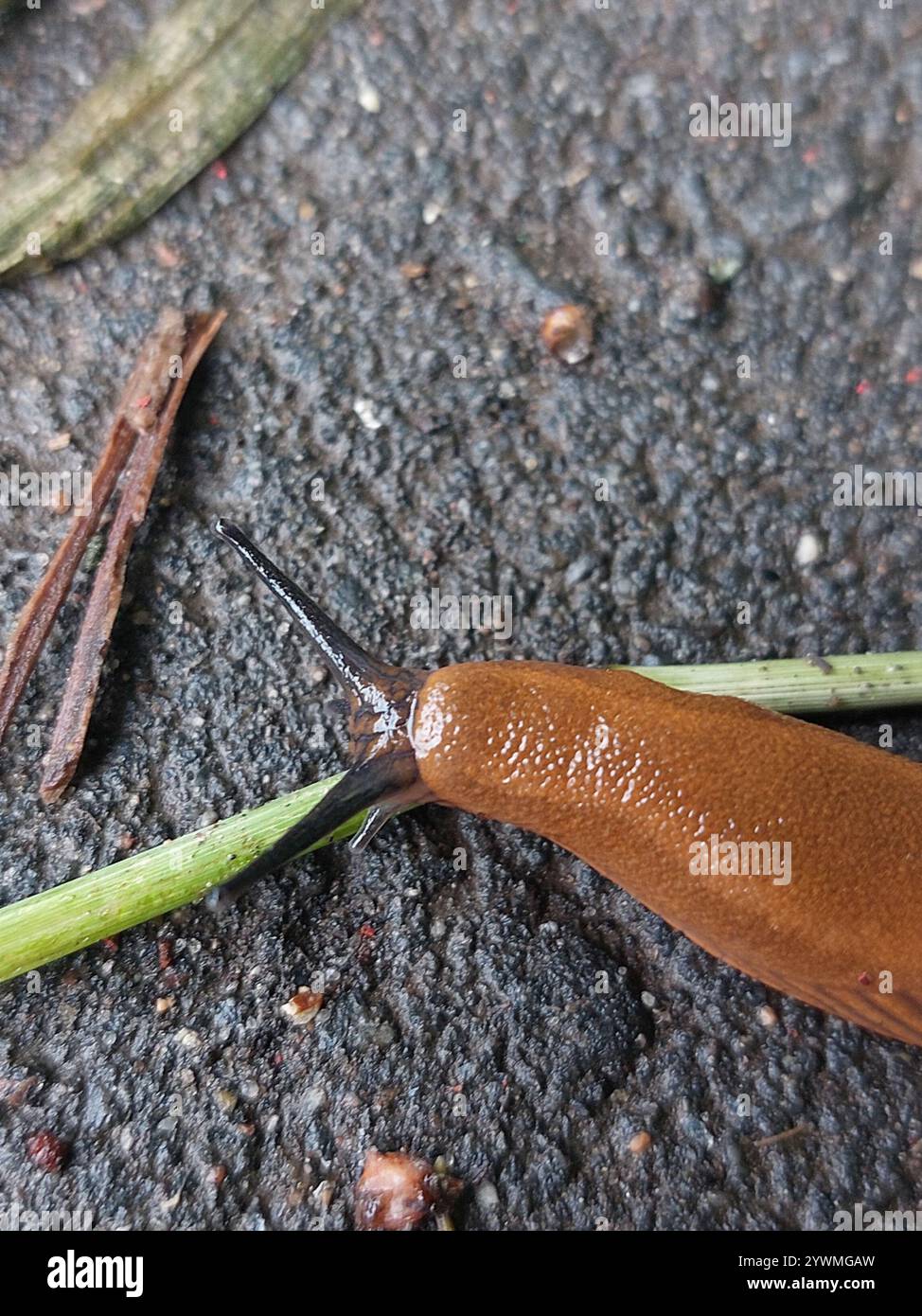 Spanish Slug (Arion vulgaris Stock Photo - Alamy