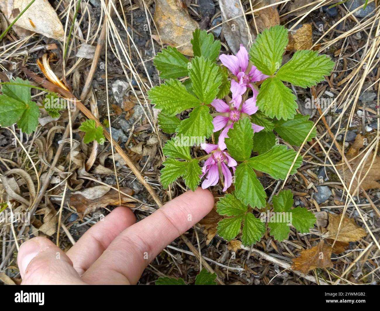 Arctic raspberry (Rubus arcticus Stock Photo - Alamy
