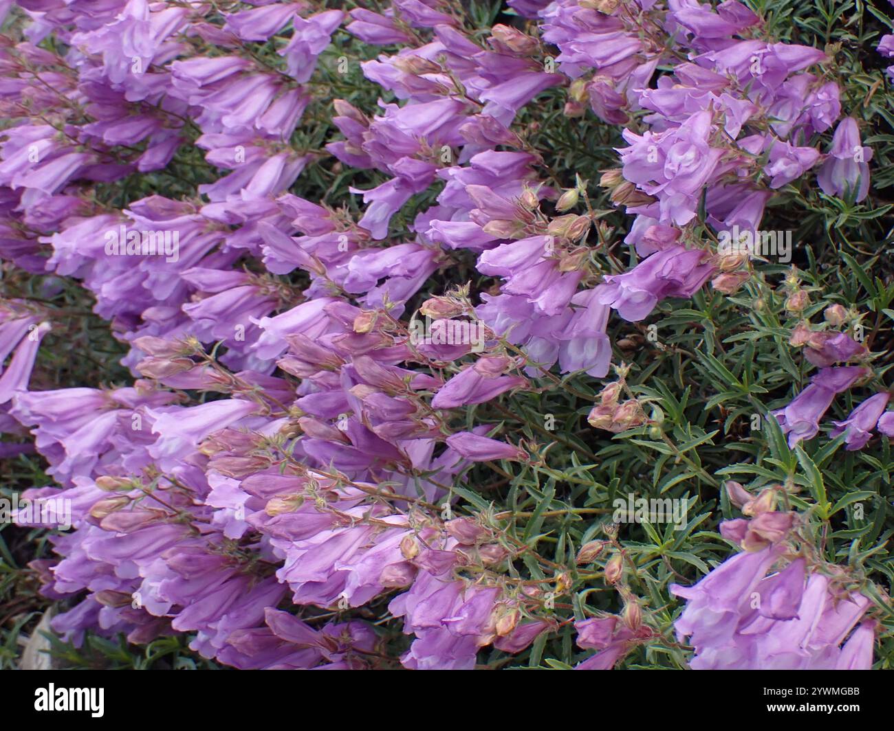 Bush Penstemon (Penstemon fruticosus Stock Photo - Alamy