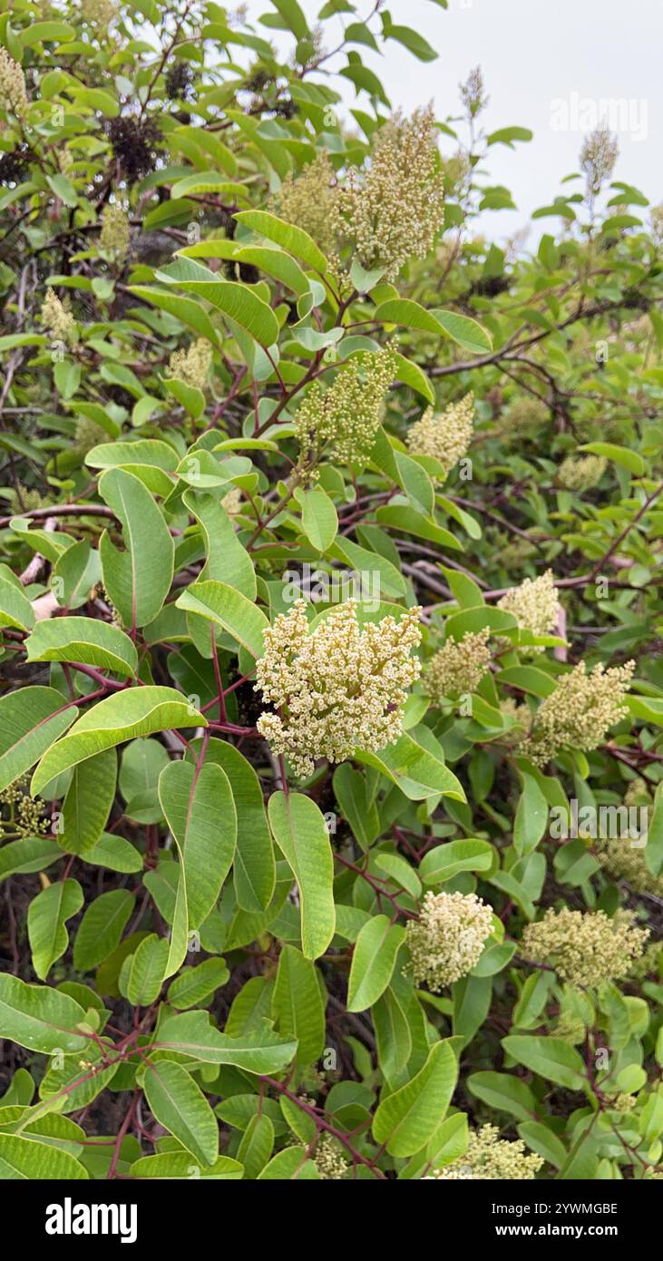 laurel sumac (Malosma laurina Stock Photo - Alamy