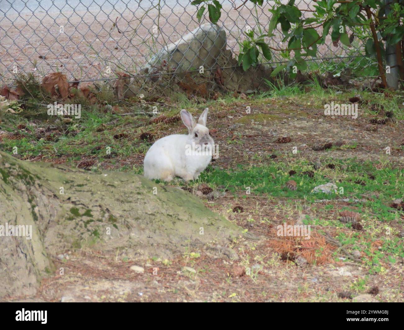 Domestic Rabbit (Oryctolagus cuniculus domesticus Stock Photo - Alamy