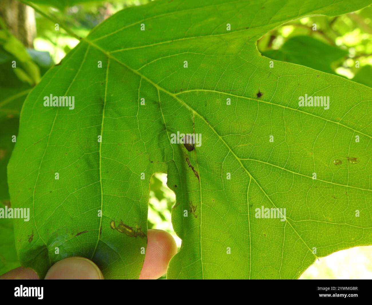 tulip tree leaf spot gall midge (Resseliella liriodendri Stock Photo ...