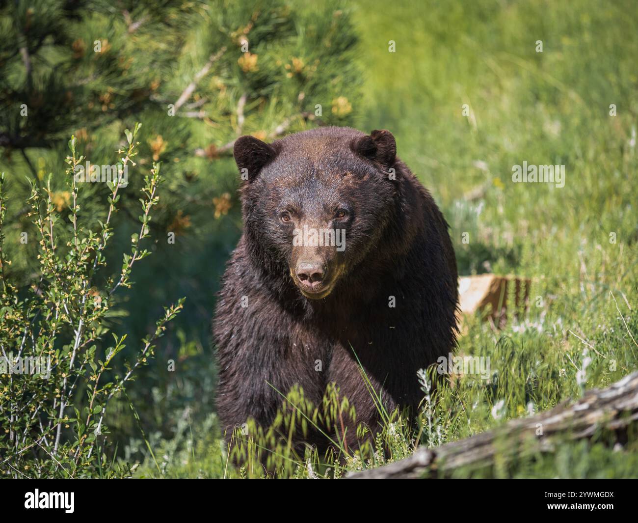 big black bear boar in a meadow in the spring Stock Photo - Alamy