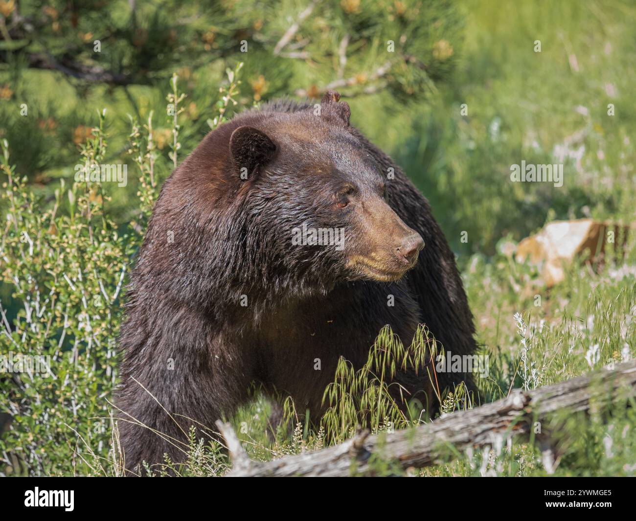 big black bear boar in a meadow in the spring Stock Photo - Alamy
