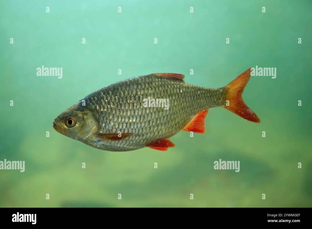 Common rudd (Scardinius erythrophthalmus), bentho-pelagic freshwater ...