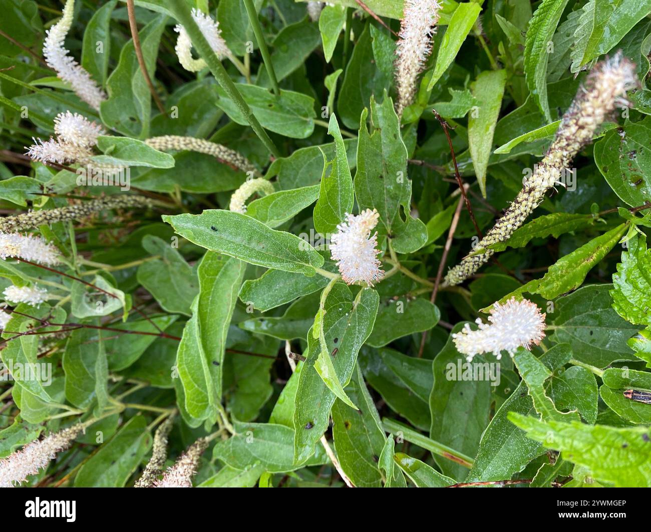 lizard's tail (Saururus cernuus Stock Photo - Alamy
