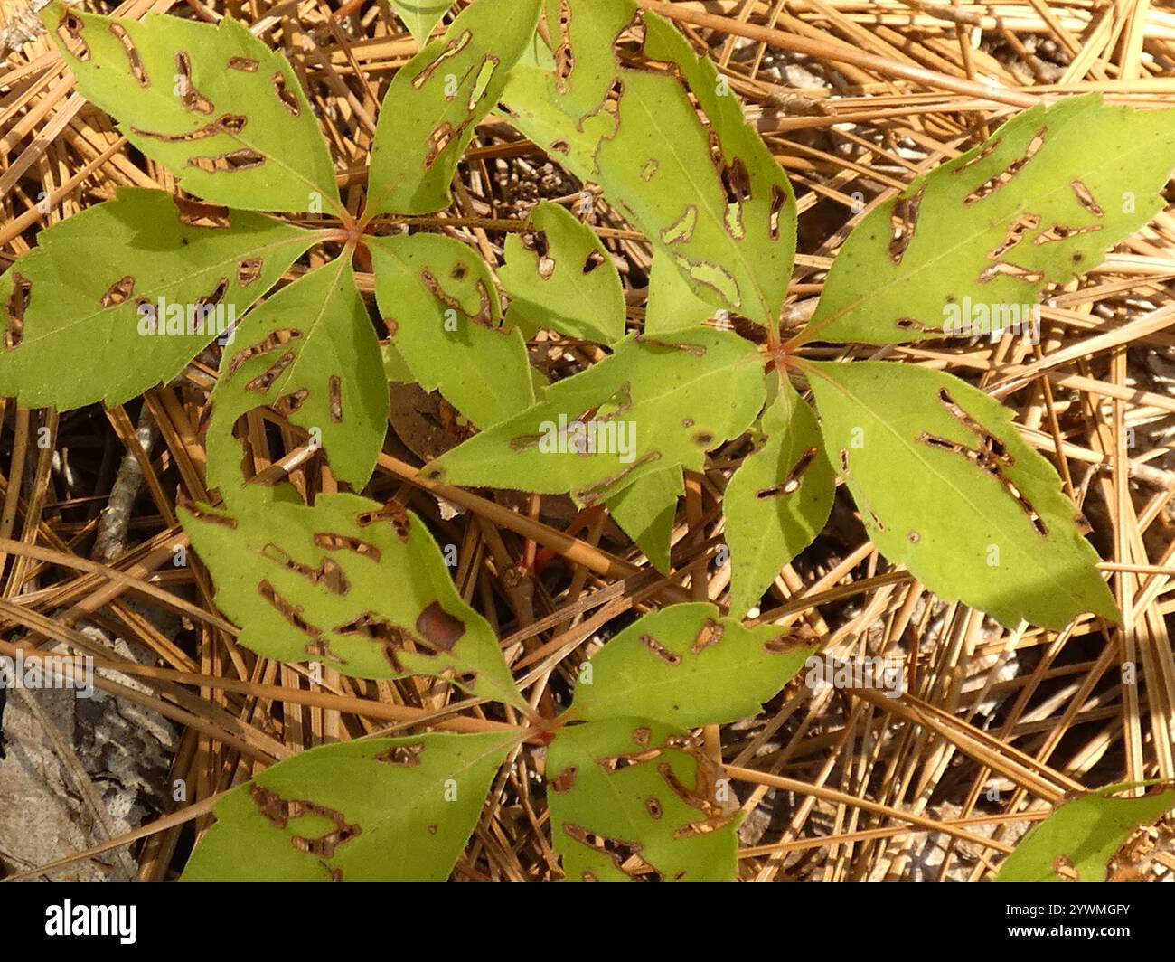 Phyllosticta hi-res stock photography and images - Alamy