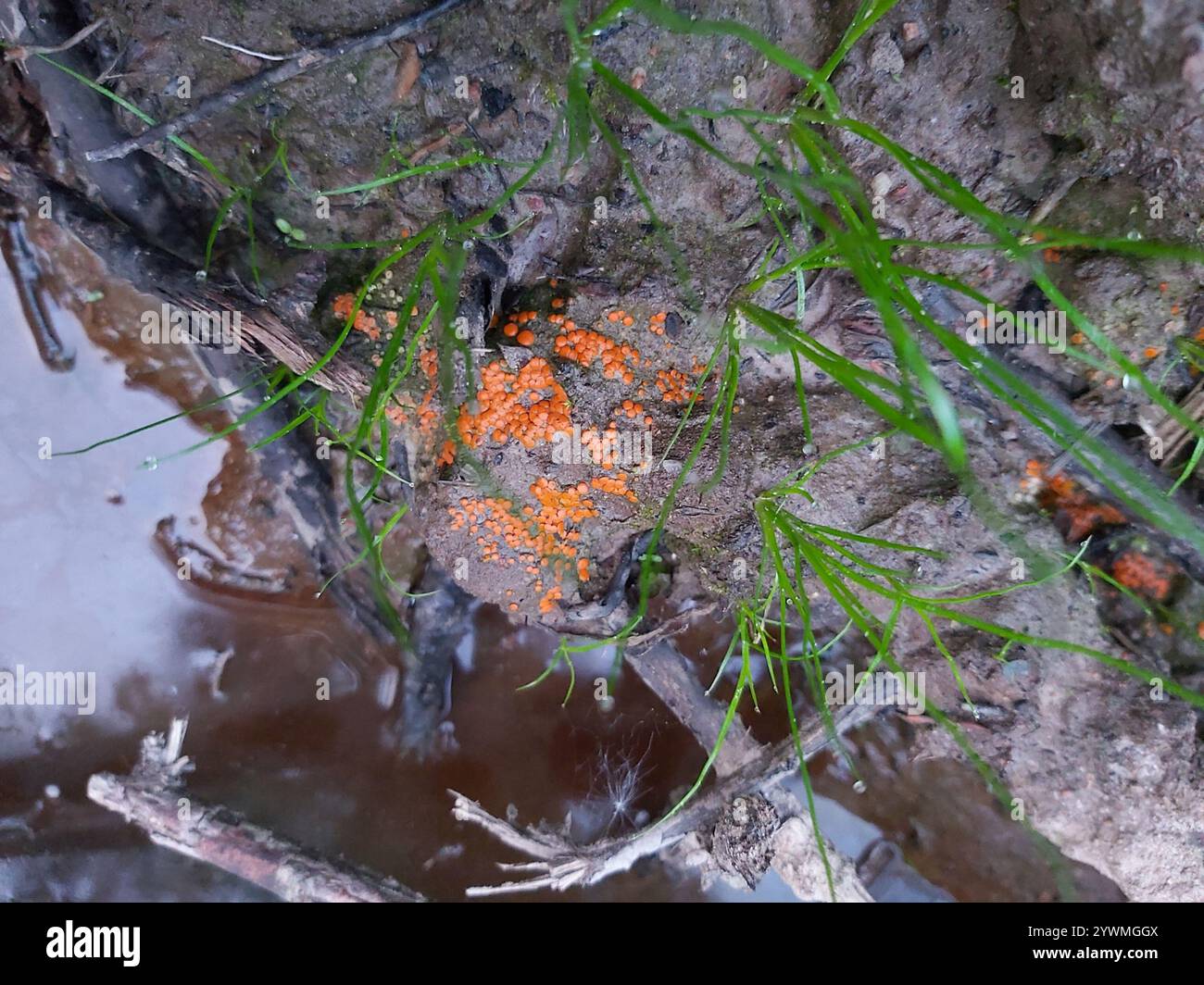 Operculate hi-res stock photography and images - Alamy