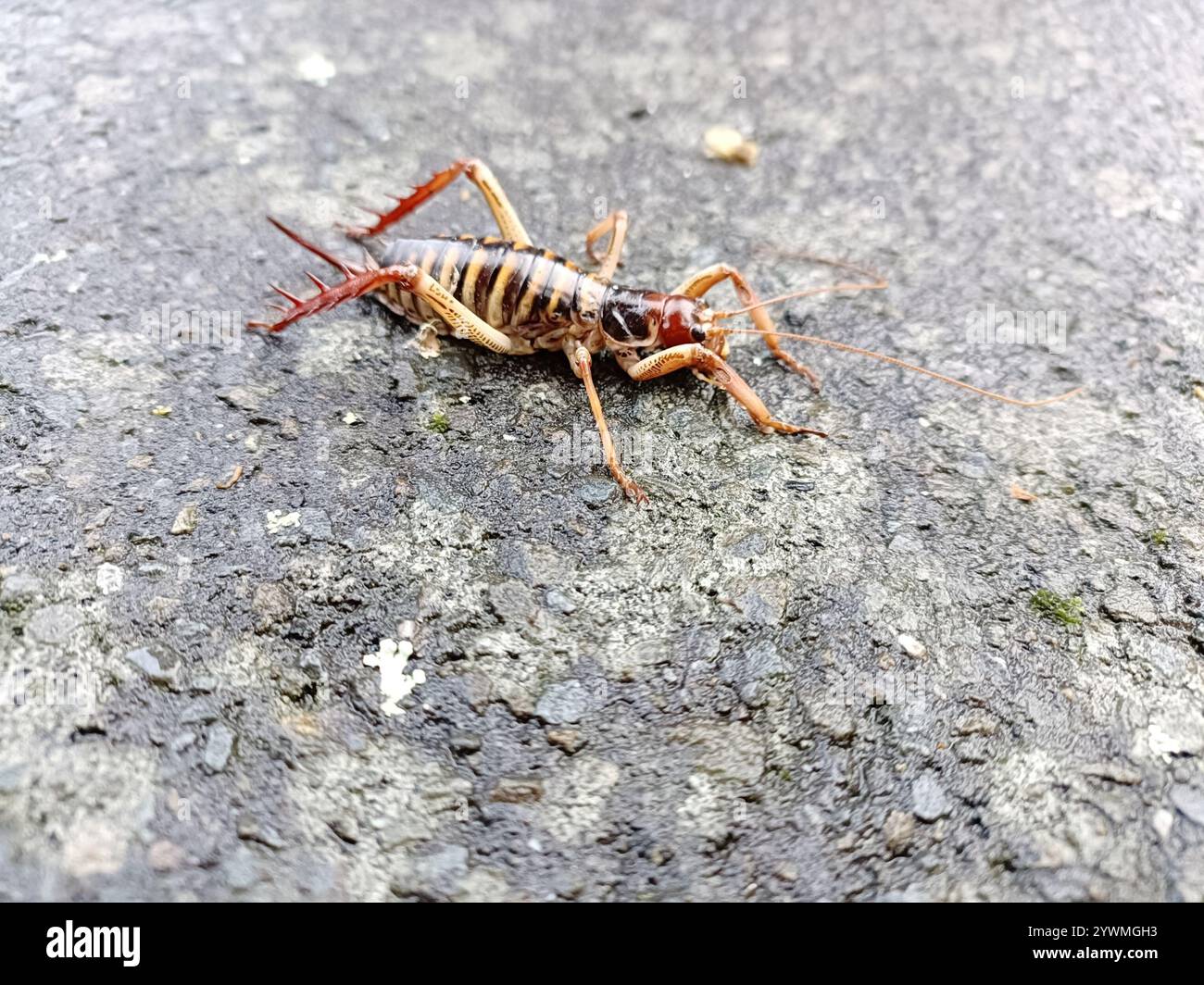 Wellington Tree Wētā (Hemideina crassidens Stock Photo - Alamy