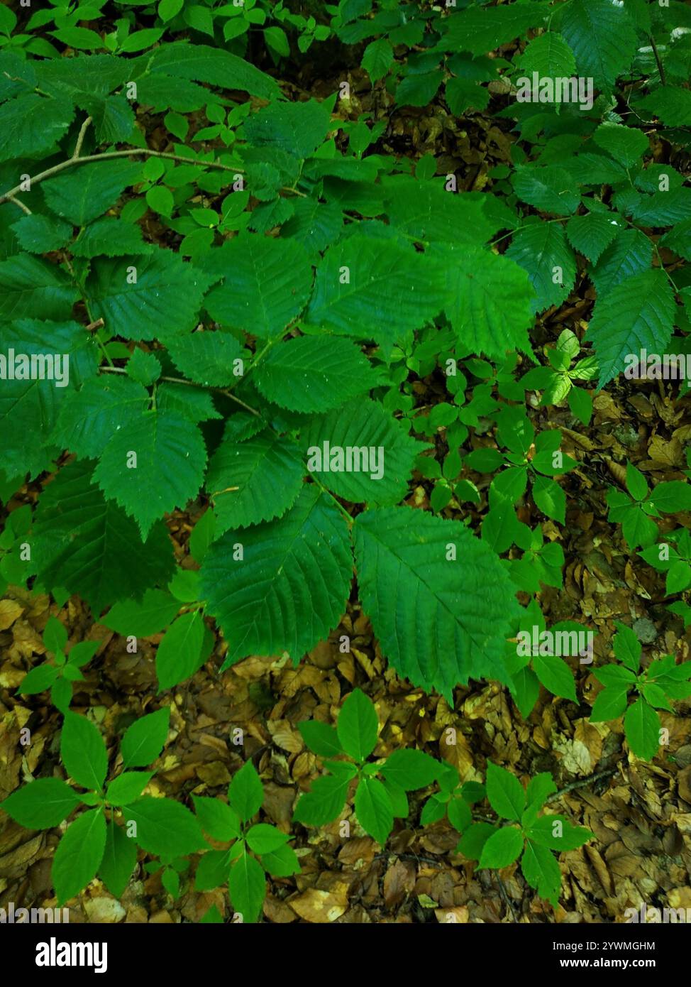 Wych Elm (Ulmus glabra Stock Photo - Alamy