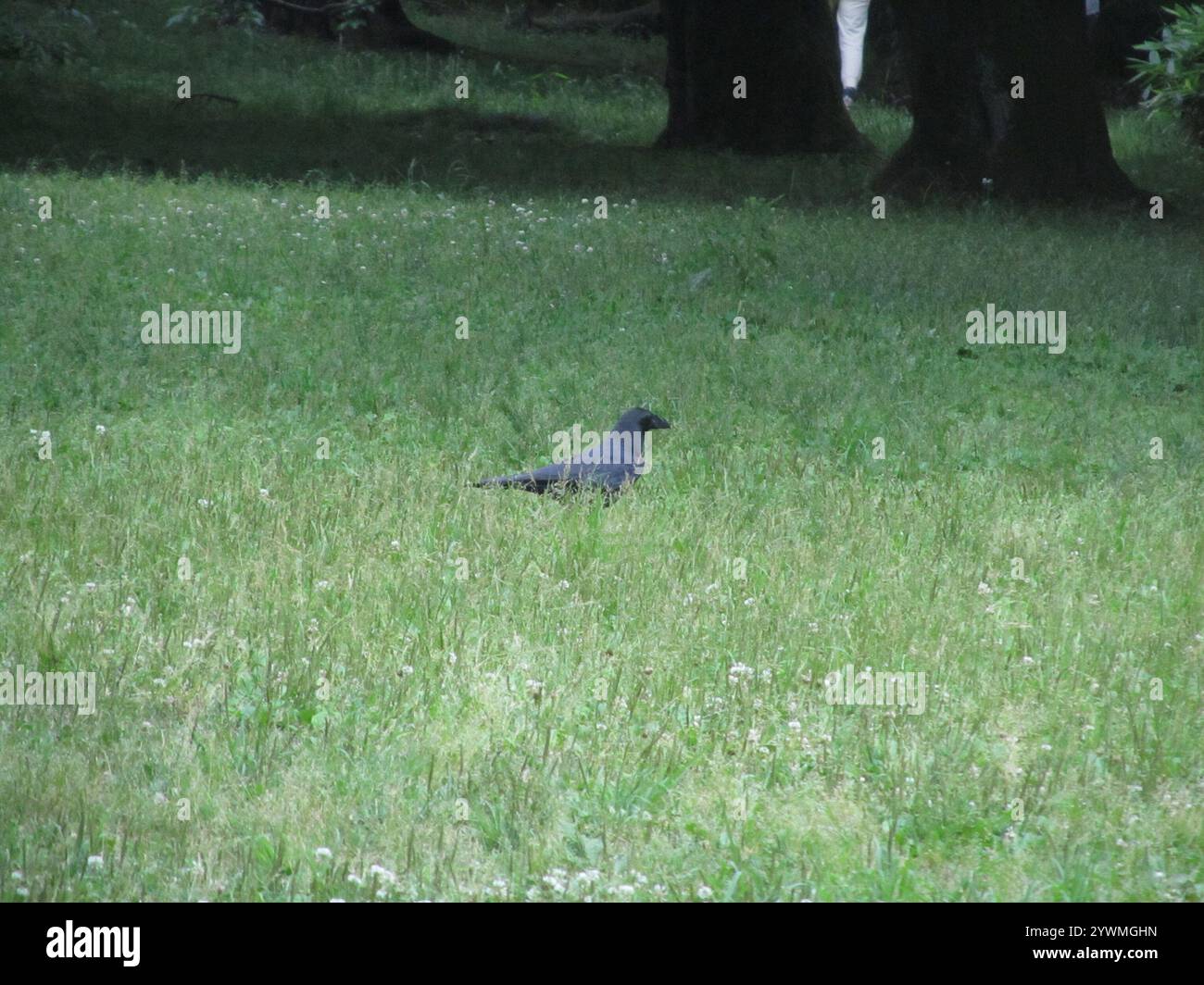 Large-billed Crow (Corvus macrorhynchos Stock Photo - Alamy