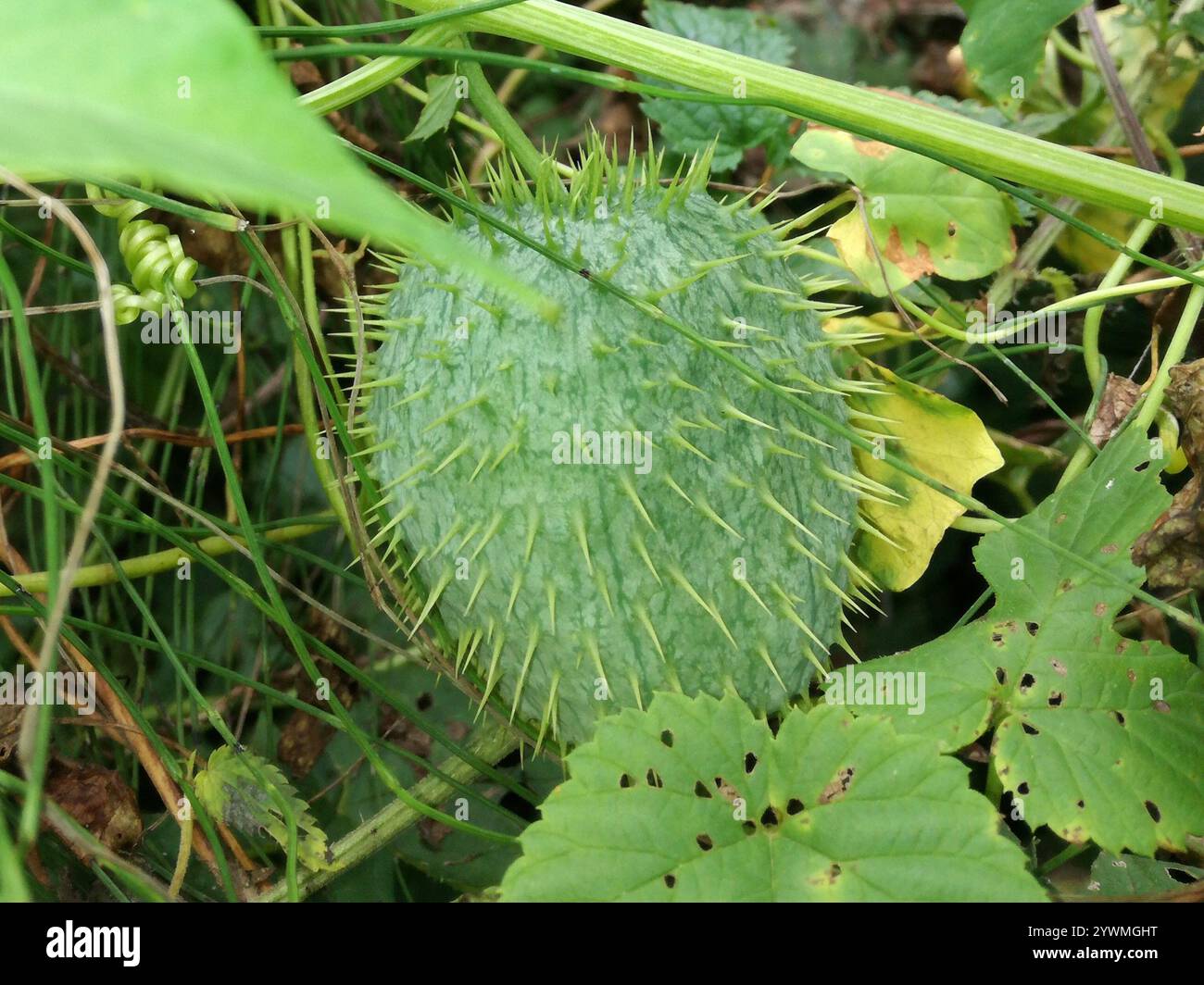 wild cucumber (Echinocystis lobata Stock Photo - Alamy