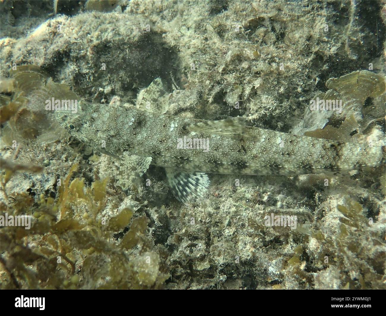 Clouded lizardfish hi-res stock photography and images - Alamy