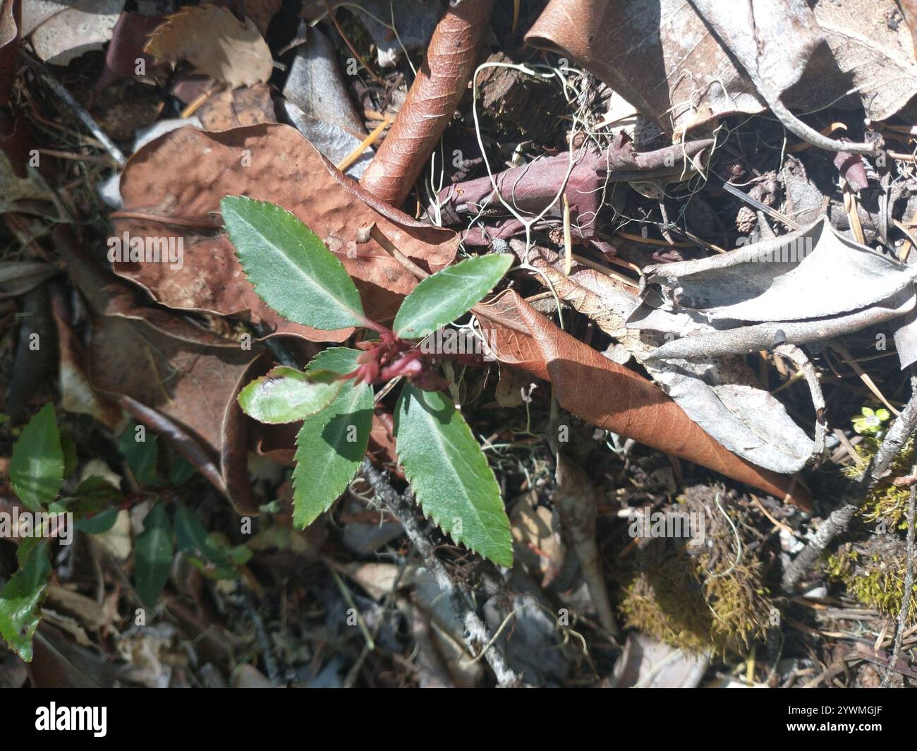 Little Prince's Pine (Chimaphila menziesii Stock Photo - Alamy
