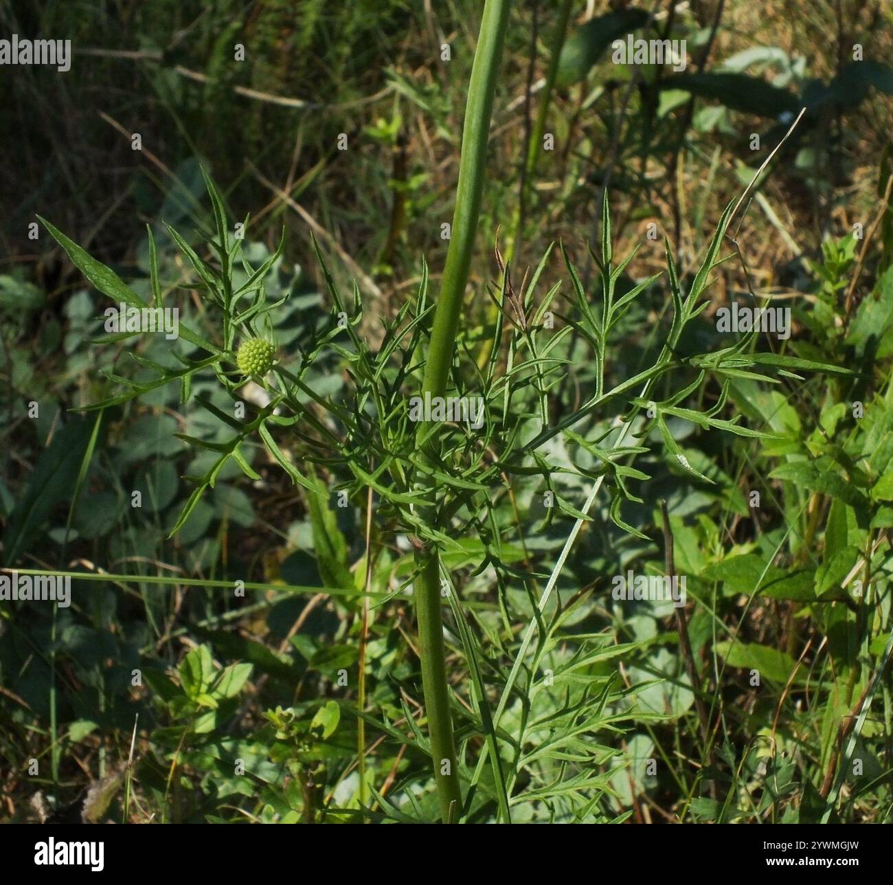 Small Scabious (Scabiosa columbaria Stock Photo - Alamy