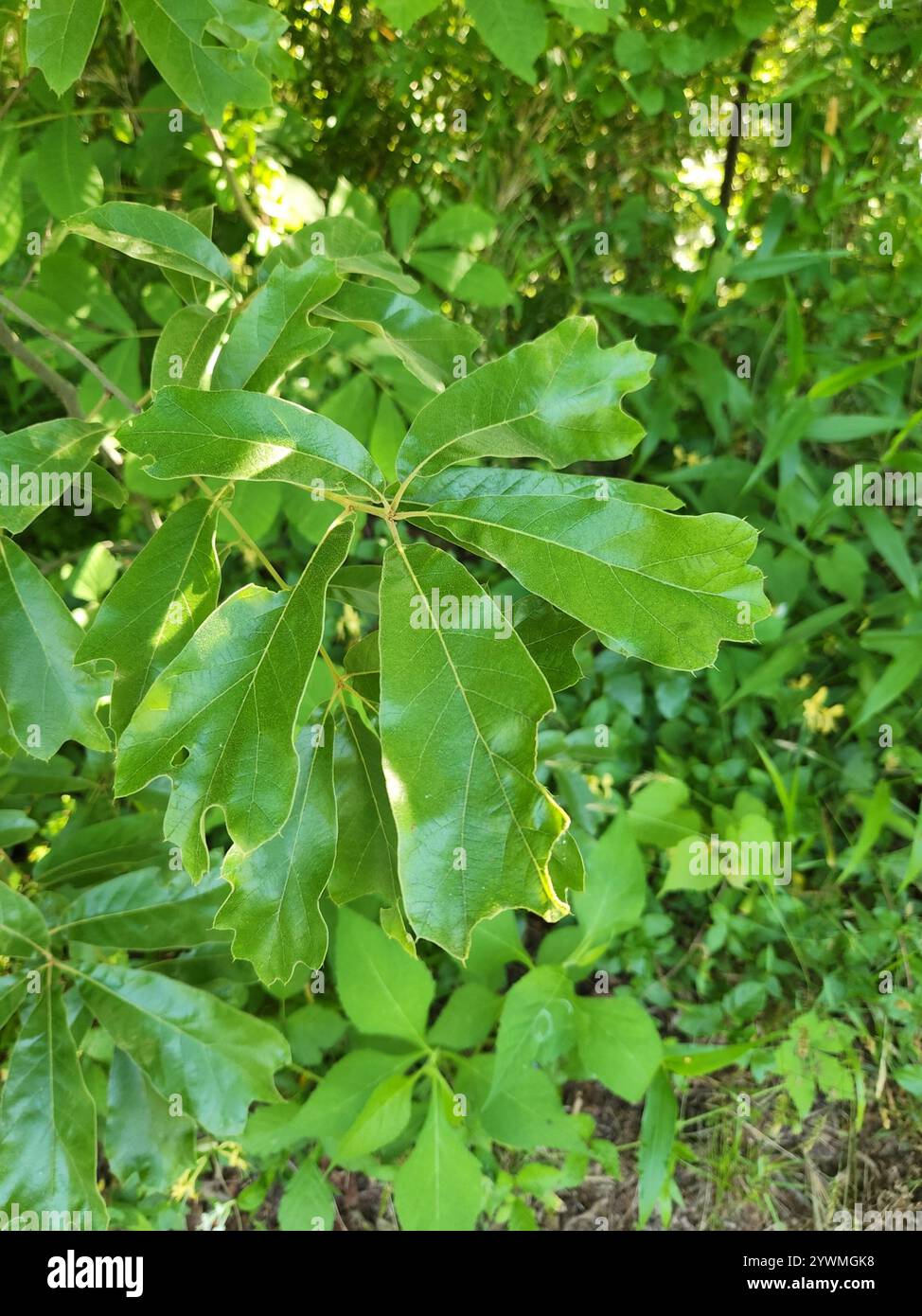 southern red oak (Quercus falcata Stock Photo - Alamy