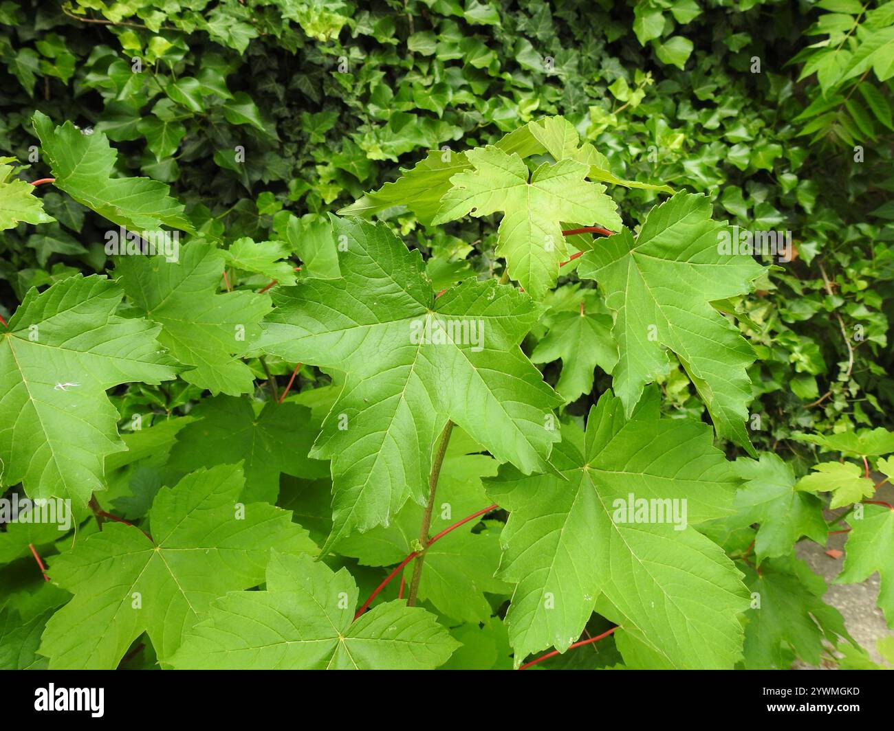 sycamore maple (Acer pseudoplatanus Stock Photo - Alamy