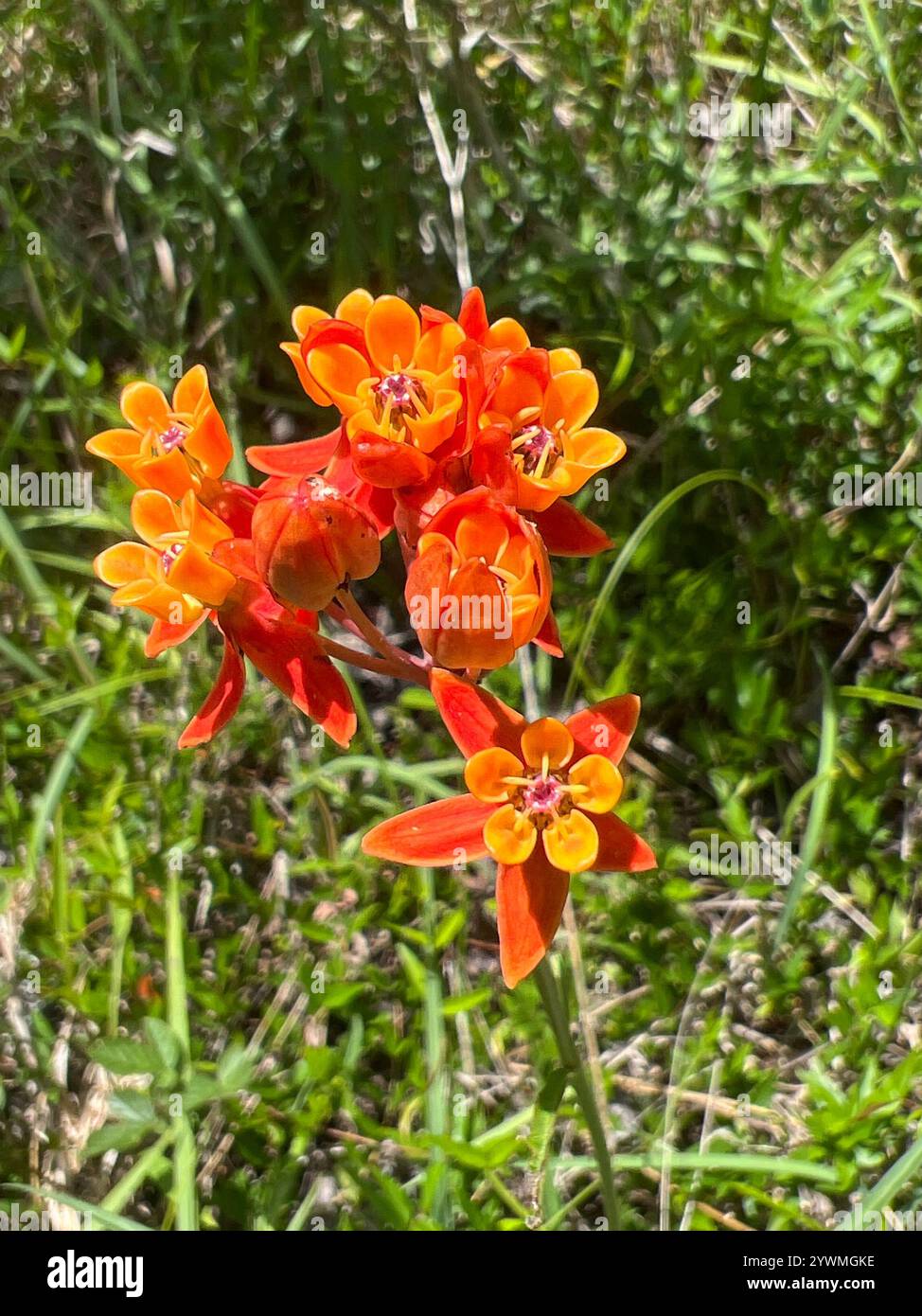 fewflower milkweed (Asclepias lanceolata Stock Photo - Alamy