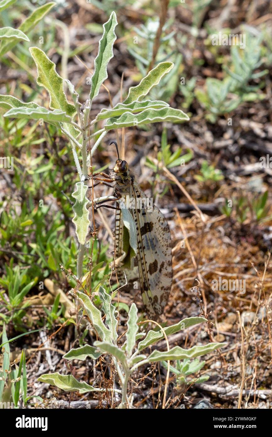 Grand Antlion (Palpares libelluloides Stock Photo - Alamy