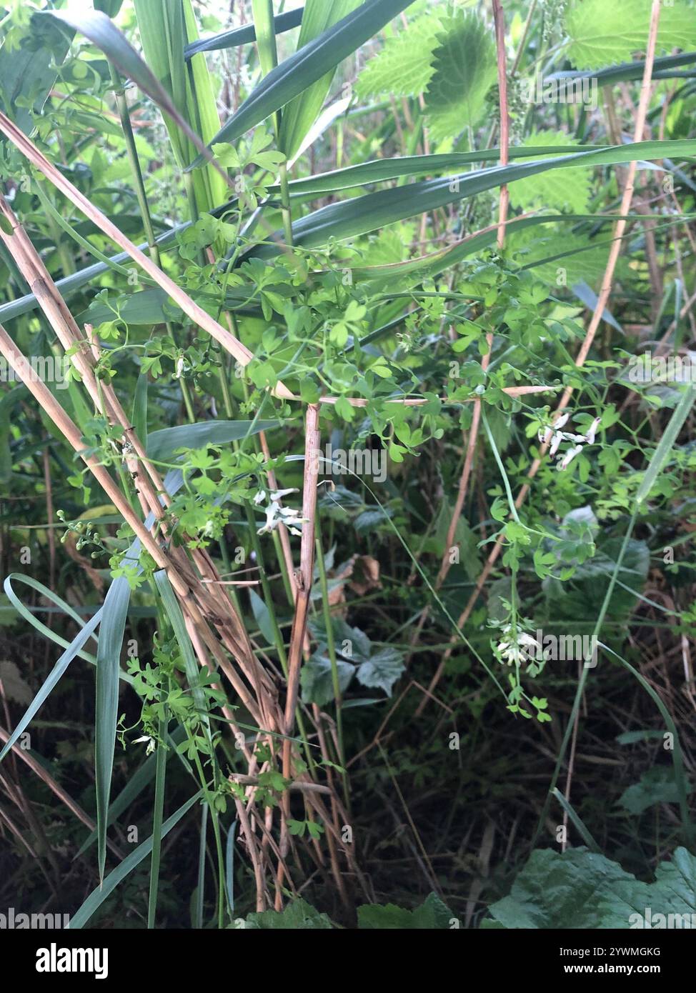 white ramping-fumitory (Fumaria capreolata Stock Photo - Alamy