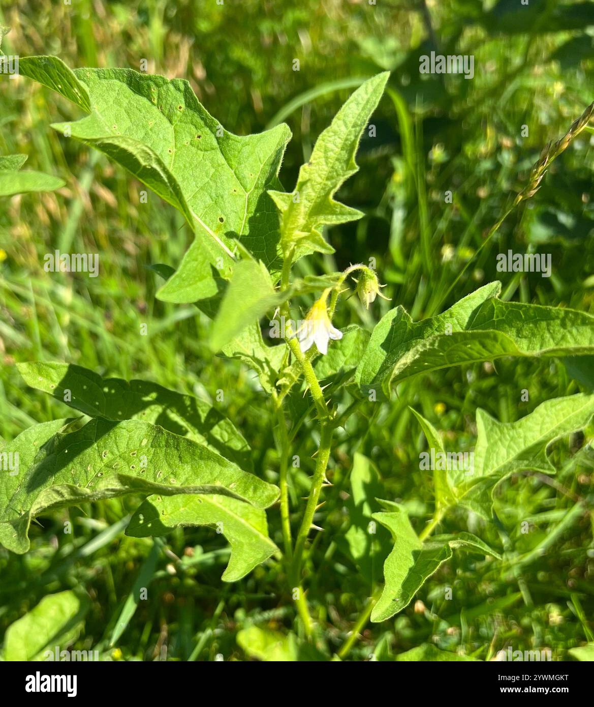 Carolina horsenettle (Solanum carolinense Stock Photo - Alamy