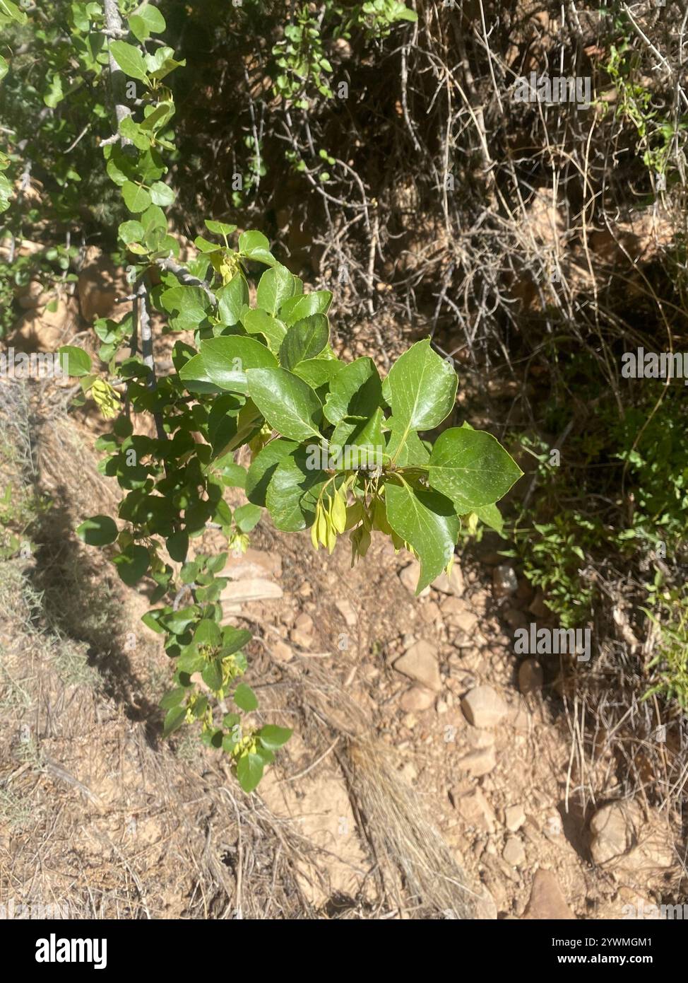 single-leaf ash (Fraxinus anomala Stock Photo - Alamy