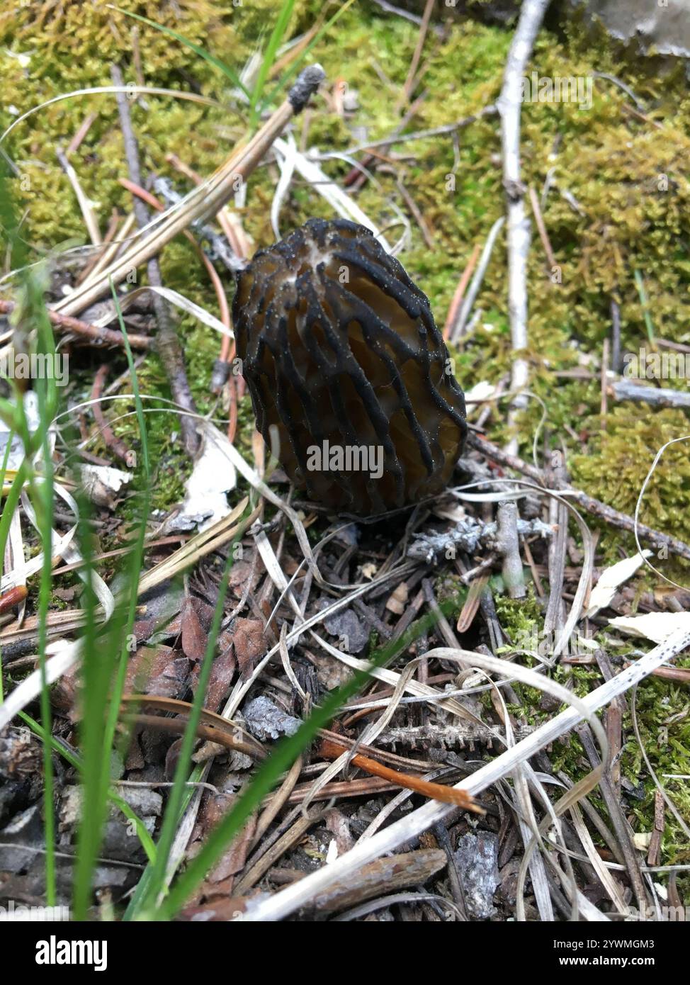 true morels (Morchella Stock Photo - Alamy