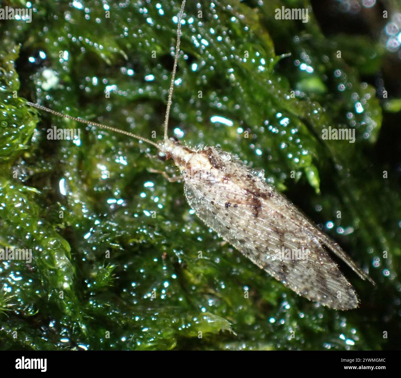 Humulin Brown Lacewing (Hemerobius humulinus Stock Photo - Alamy