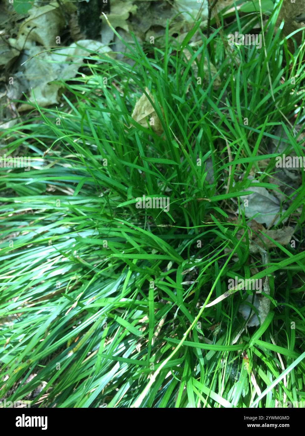 long-stalked sedge (Carex pedunculata Stock Photo - Alamy