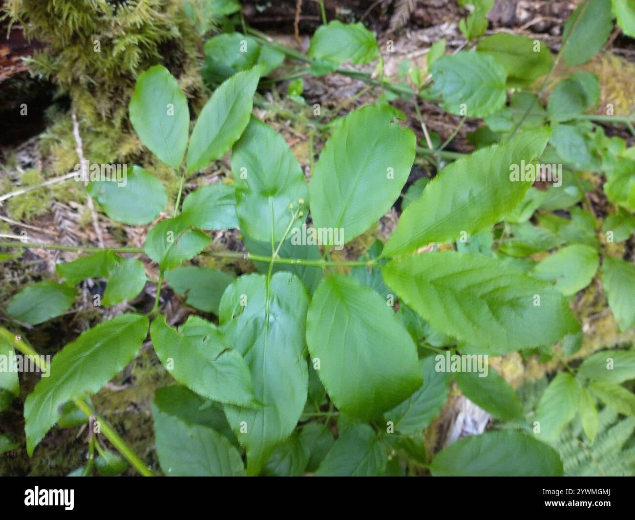 western burning bush (Euonymus occidentalis Stock Photo - Alamy
