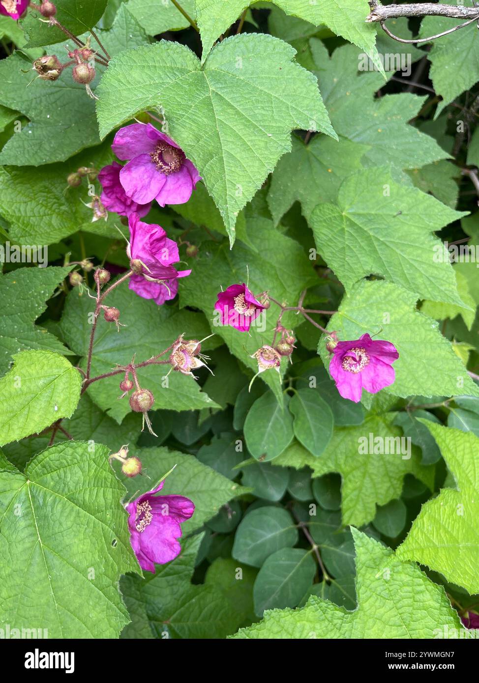 Purple flowered raspberry hi-res stock photography and images - Alamy