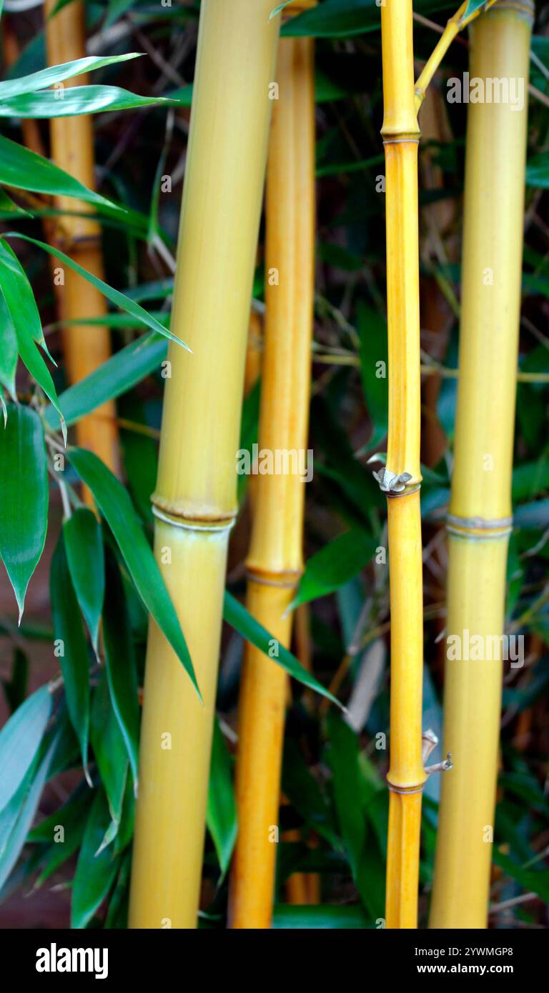 Golden bamboo canes in winter on Phyllostachys Aureosulcata ...