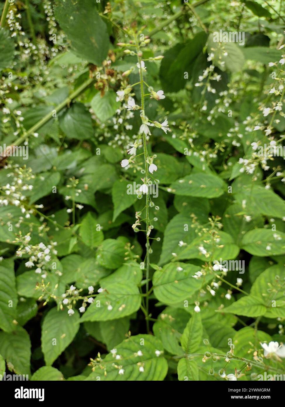 enchanter's-nightshade (Circaea lutetiana Stock Photo - Alamy