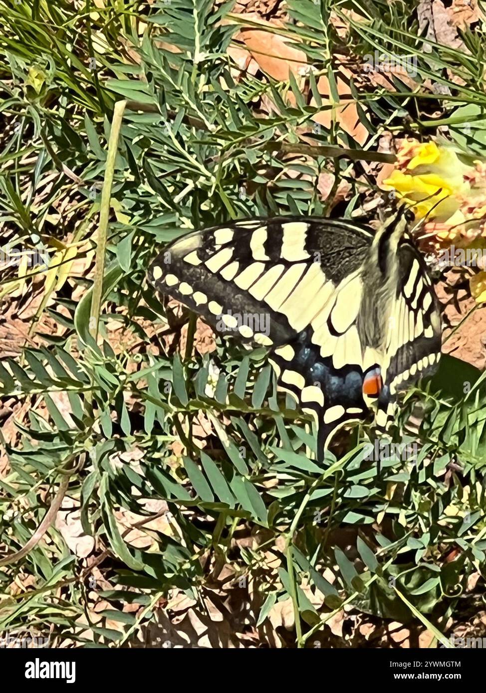 Old World Swallowtail (Papilio machaon Stock Photo - Alamy